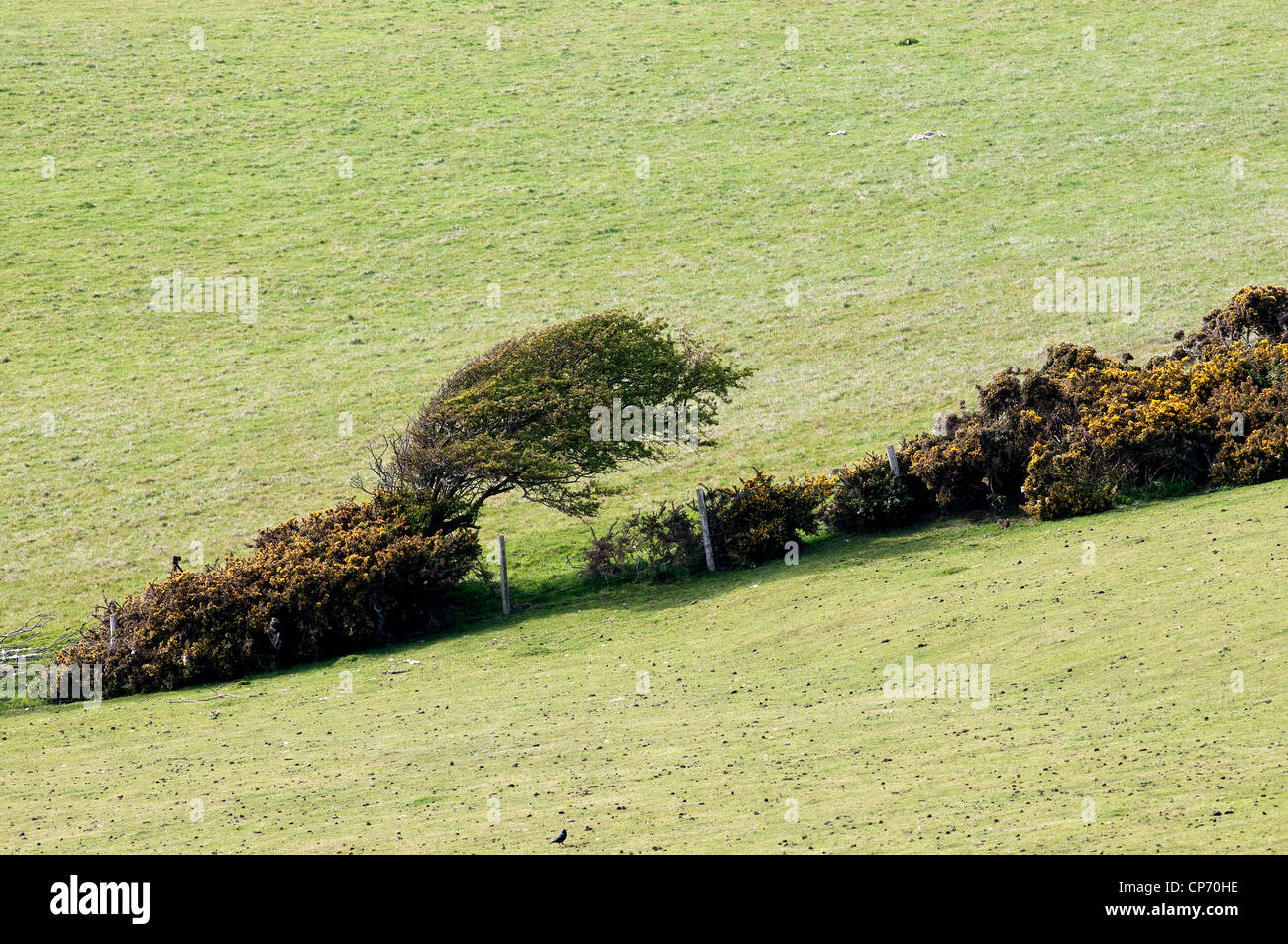 A windswept hedgerow separating two fields Stock Photo - Alamy