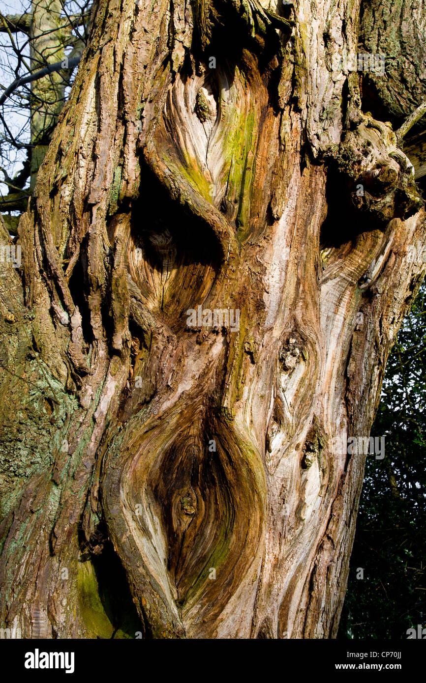 Gnarled bark knots on tree hi-res stock photography and images - Alamy