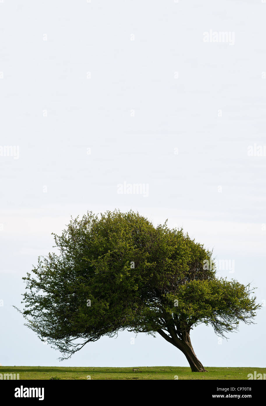 A solitary tree Stock Photo - Alamy
