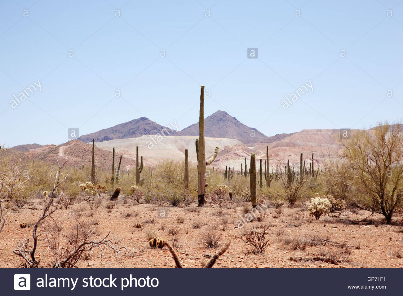 Silver Bell High Resolution Stock Photography and Images - Alamy