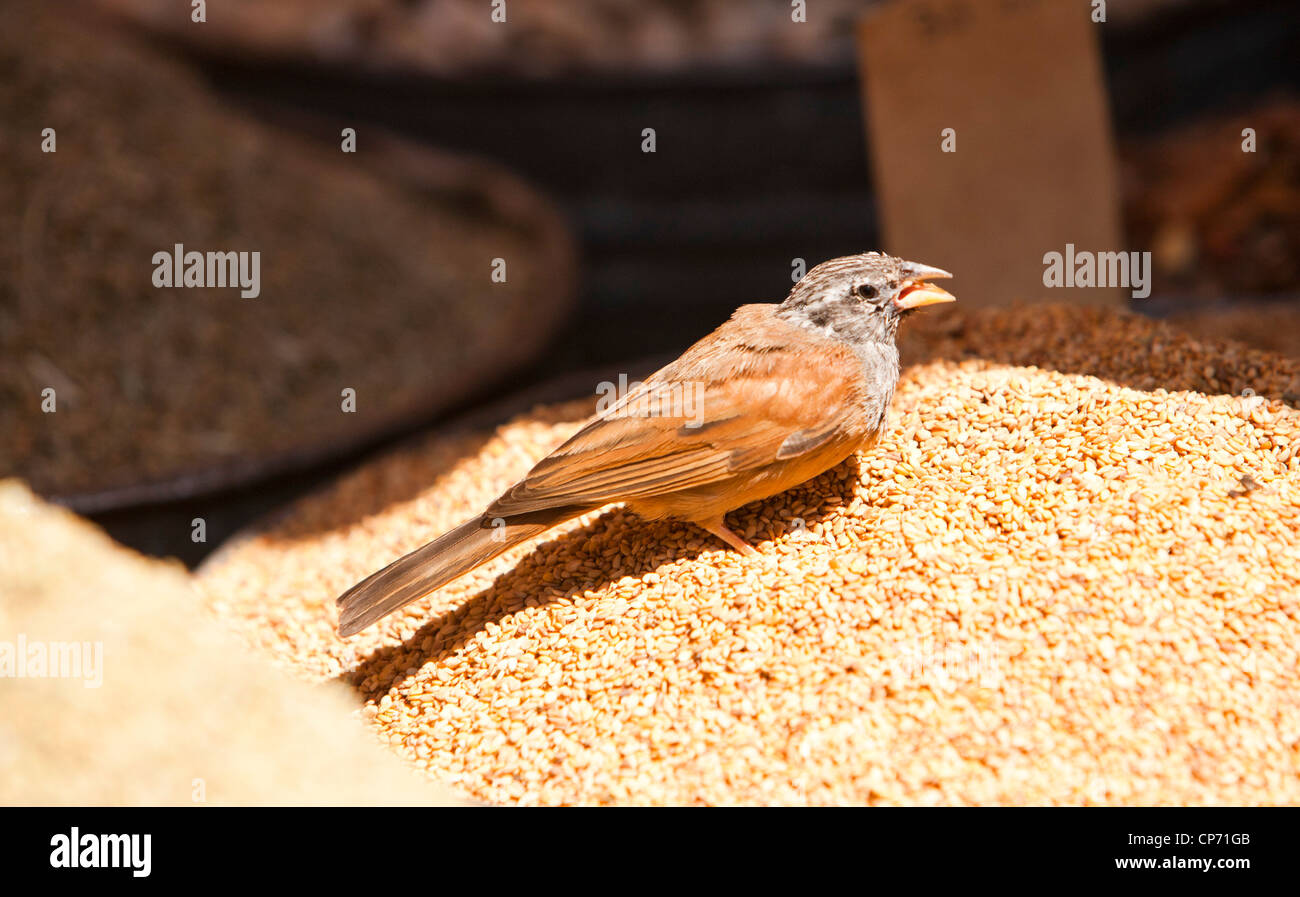 House bunting bird hi-res stock photography and images - Alamy