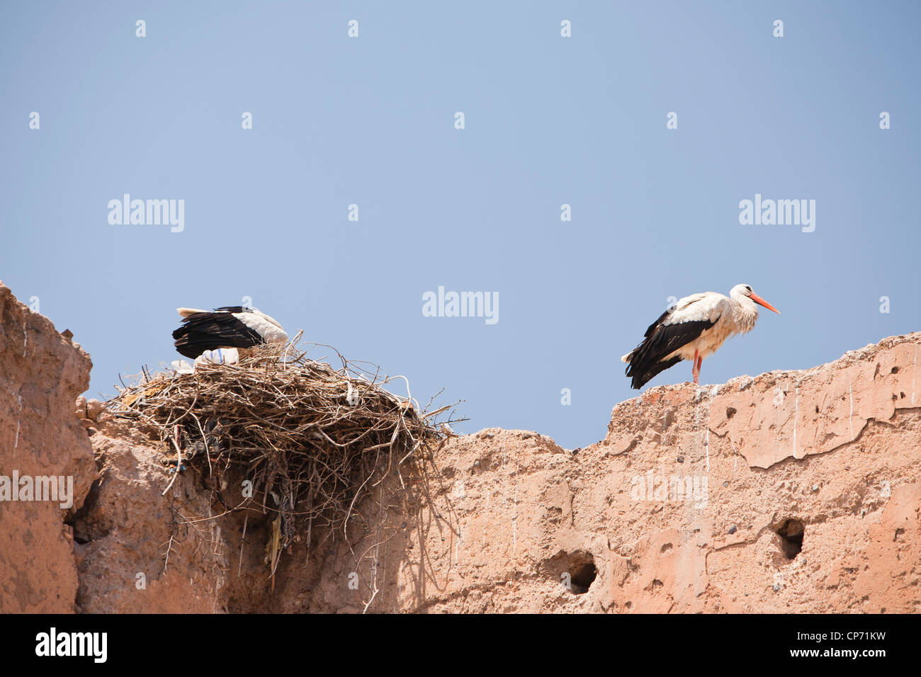 White storks morocco hi-res stock photography and images - Alamy