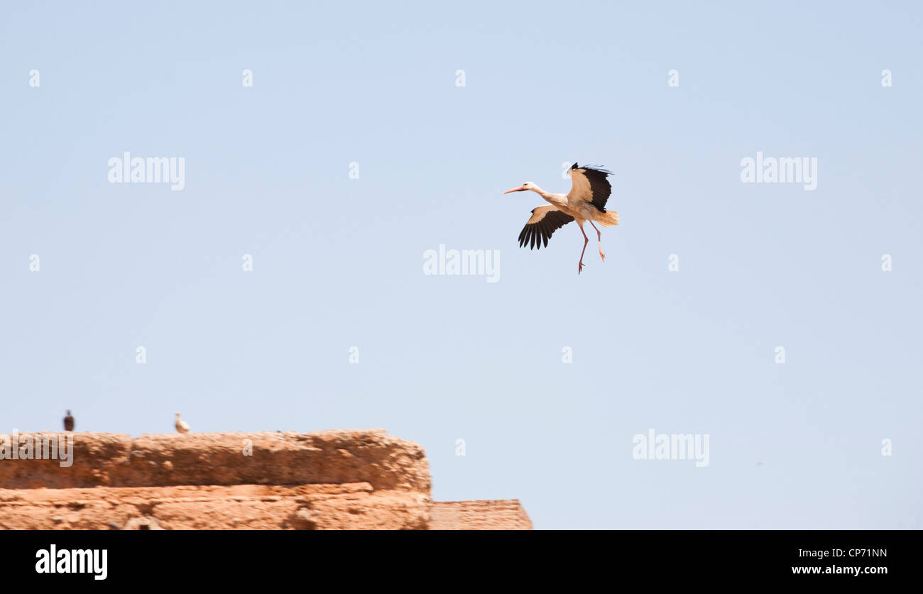 A White Stork landing in Marrakech, Morocco Stock Photo - Alamy