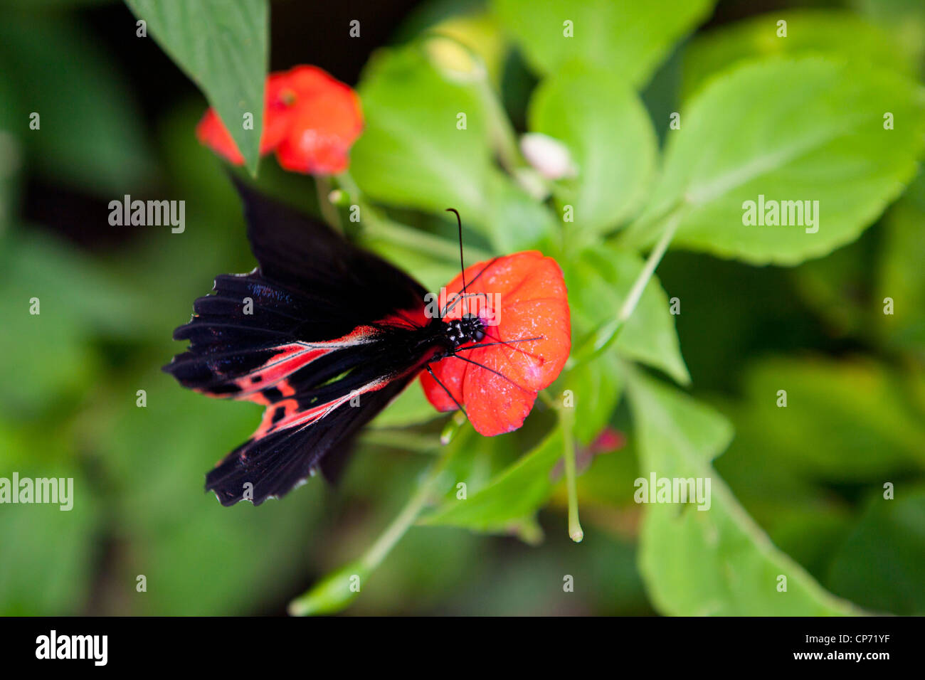 A black butterfly with red markings, sitting on a flower at Butterfly ...