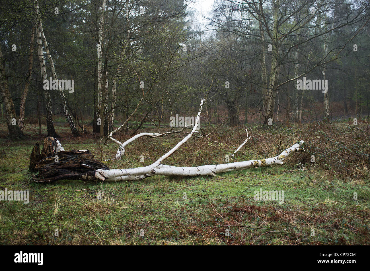 A fallen Silver Birch tree in Thorndon Park in Essex Stock Photo - Alamy