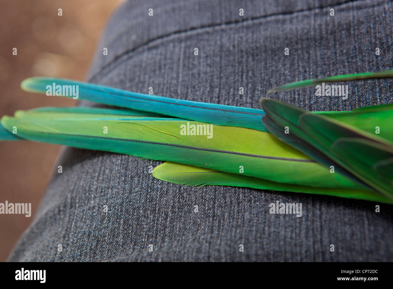 Tropical birds tail feathers with jean shirt in the background at ...