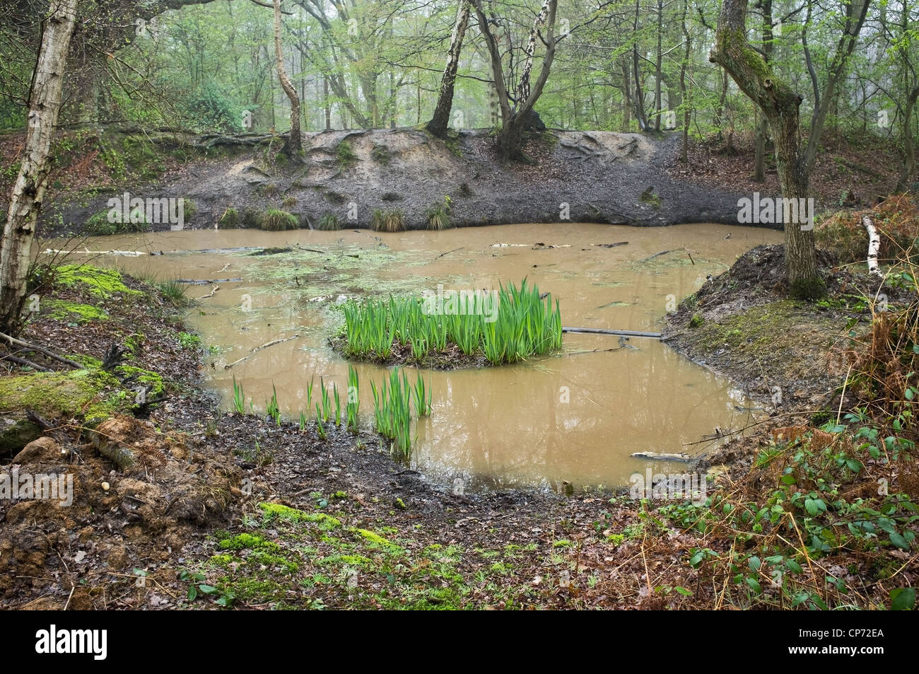 An old pond in Thorndon Park Stock Photo - Alamy