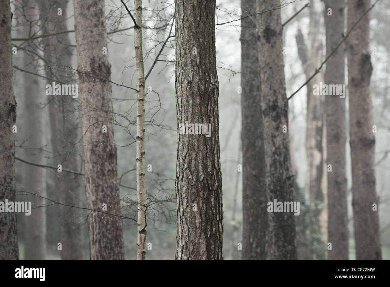Tree trees trunk trunks hi-res stock photography and images - Alamy