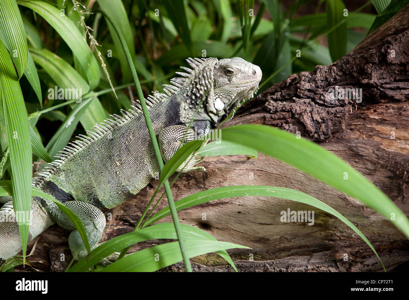 Green iguana near leaves hi-res stock photography and images - Alamy