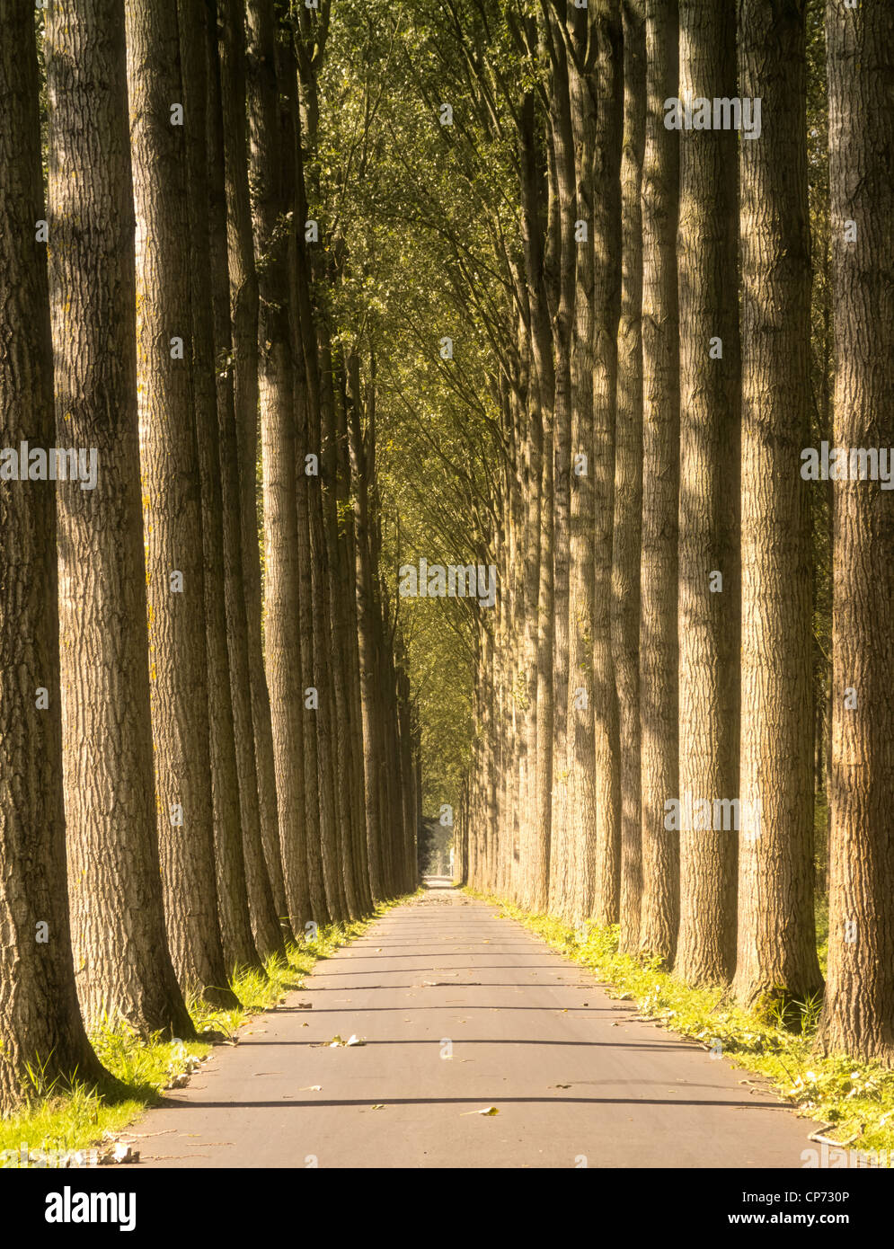 Tree and path hi-res stock photography and images - Alamy