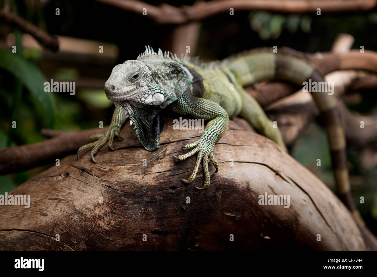 A Green Iguana climbing in a tree at Klapmuts, South Africa Stock Photo ...