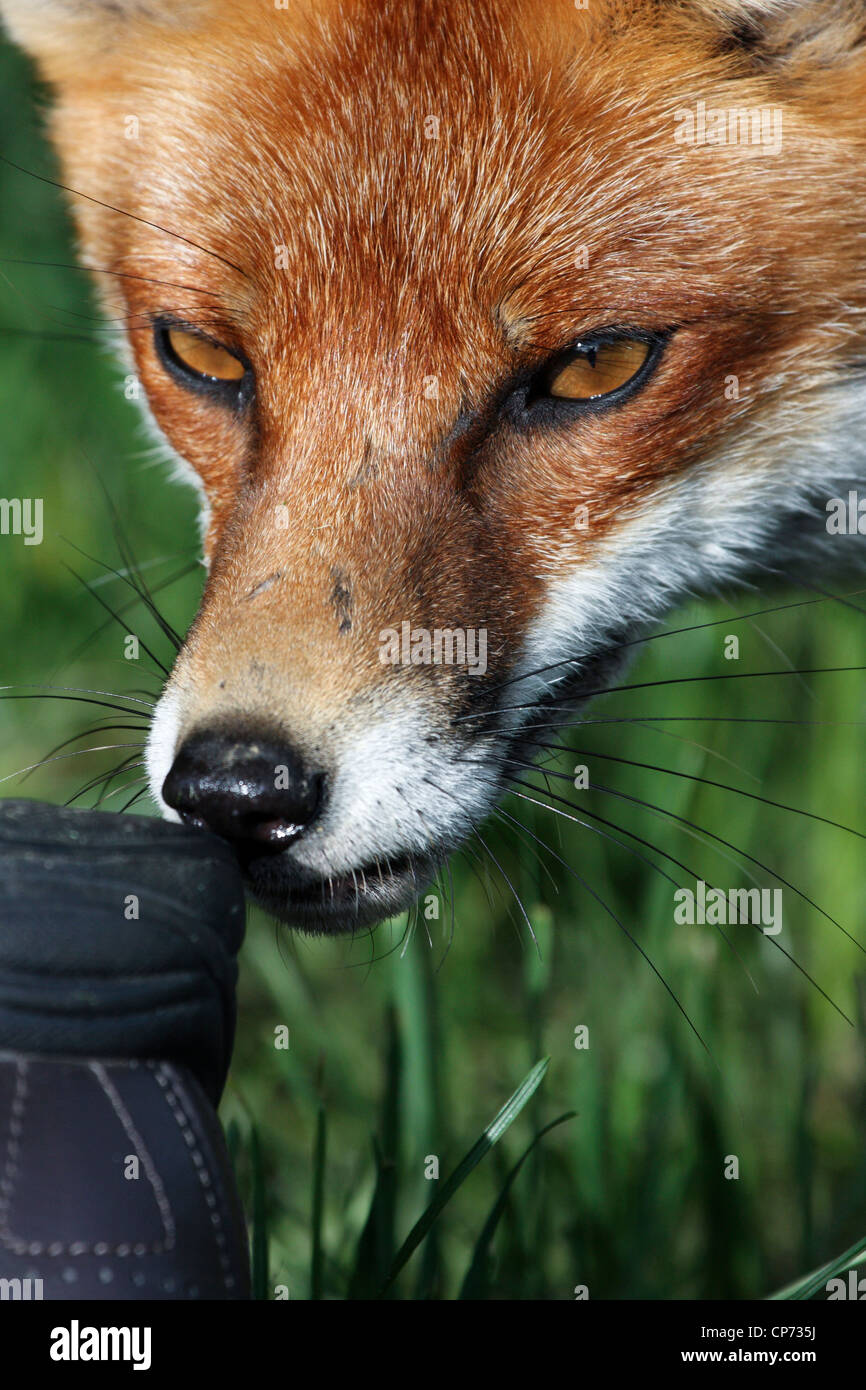 Sniffing Fox High Resolution Stock Photography and Images - Alamy