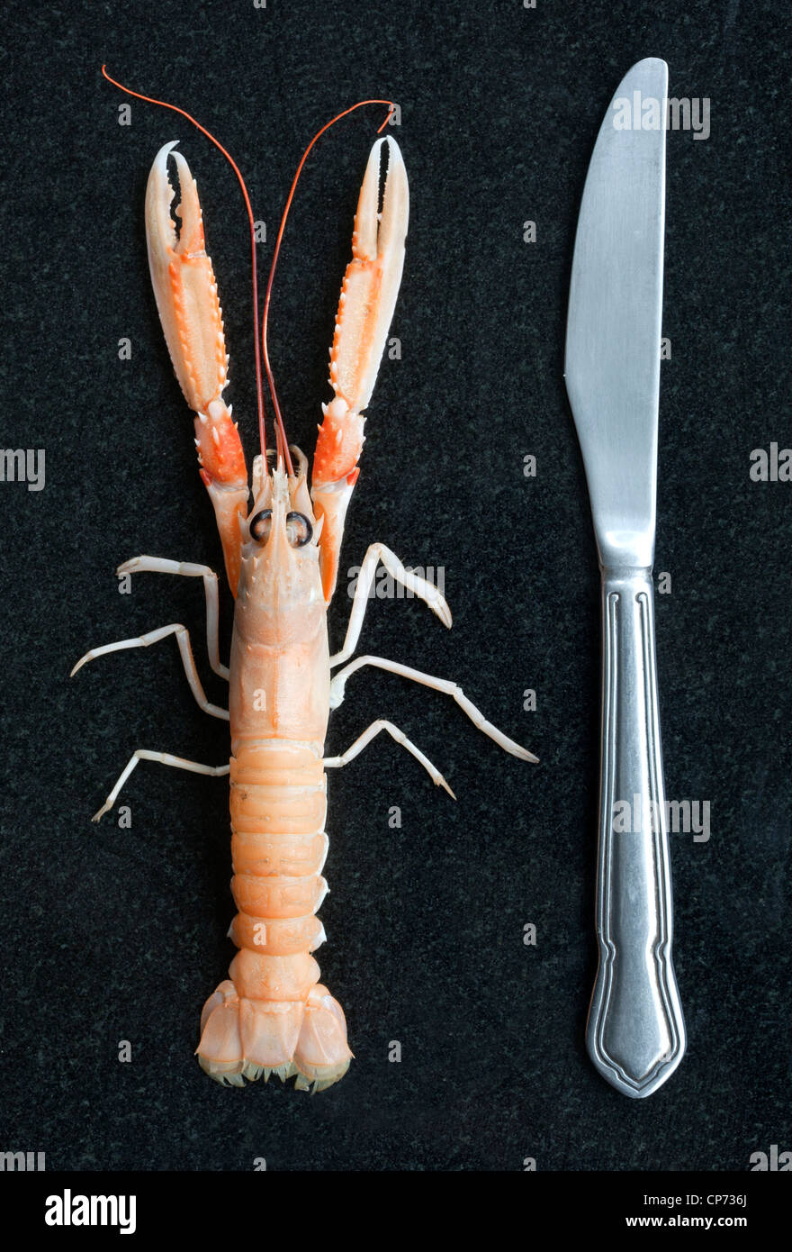 Langoustine and Knife on black background Stock Photo - Alamy