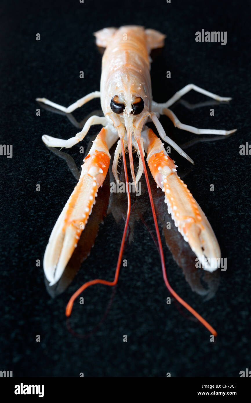 Langoustine hi-res stock photography and images - Alamy
