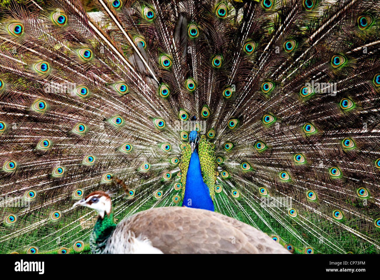 Peacock courting peahen Stock Photo - Alamy