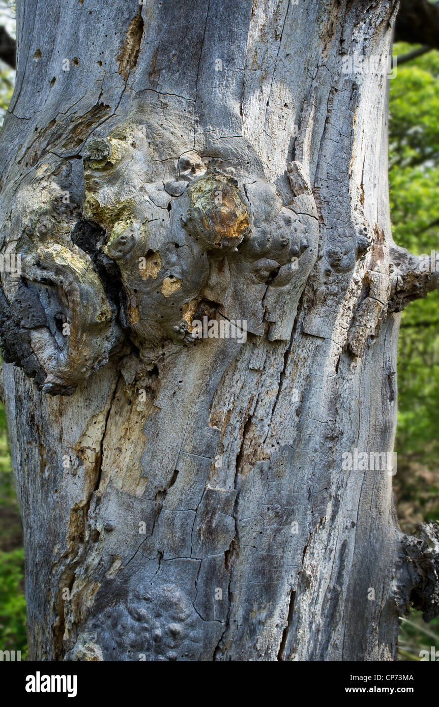The trunk of a dead tree Stock Photo - Alamy