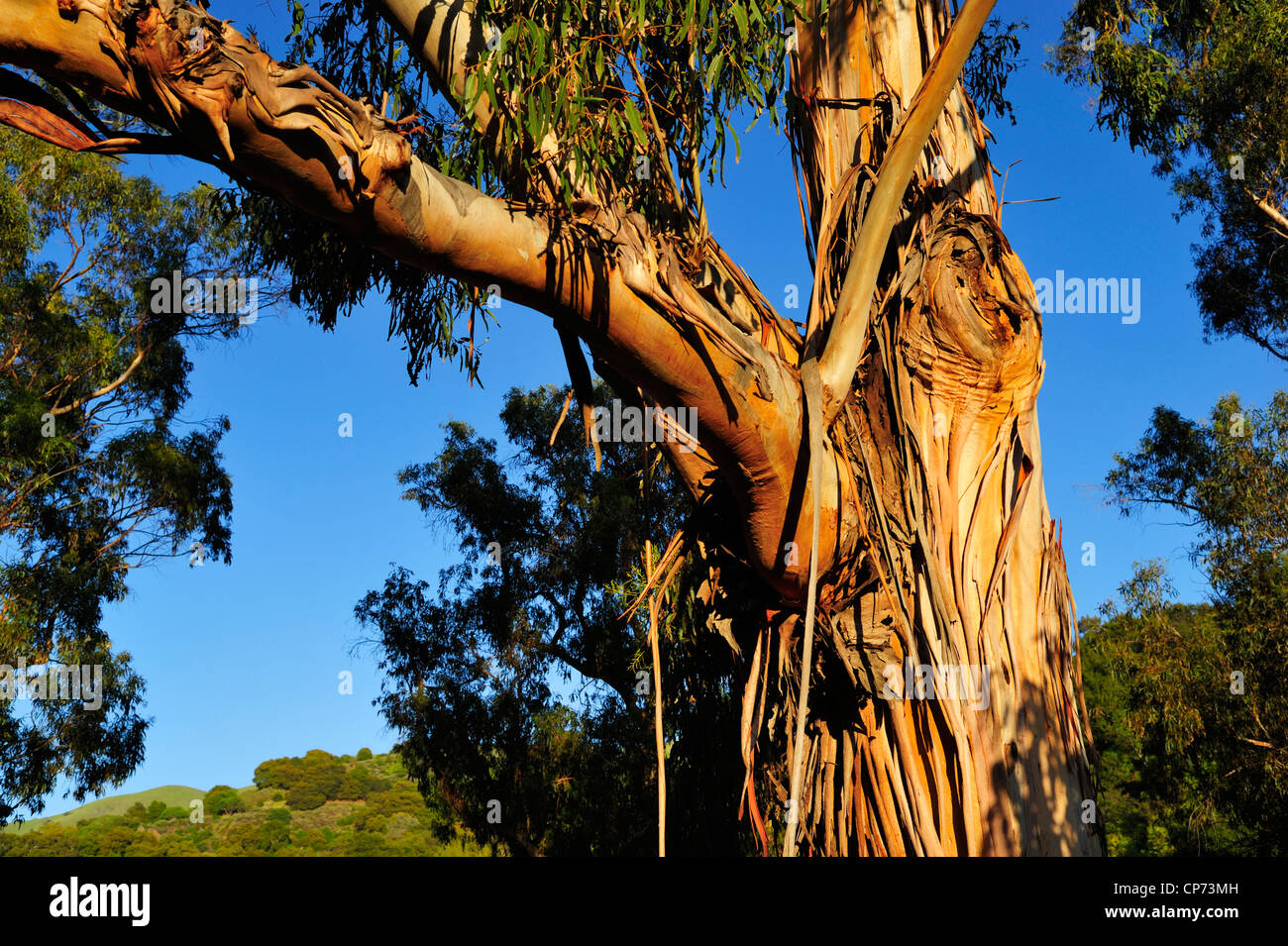 Alum rock hi-res stock photography and images - Alamy