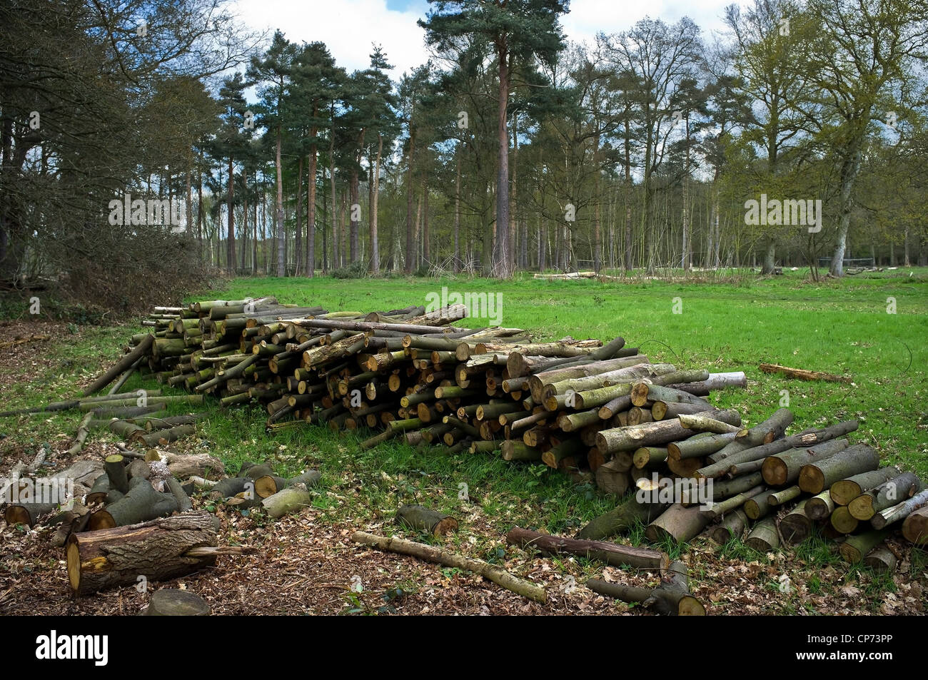 A pile of sawn logs in Thorndon Park Stock Photo - Alamy