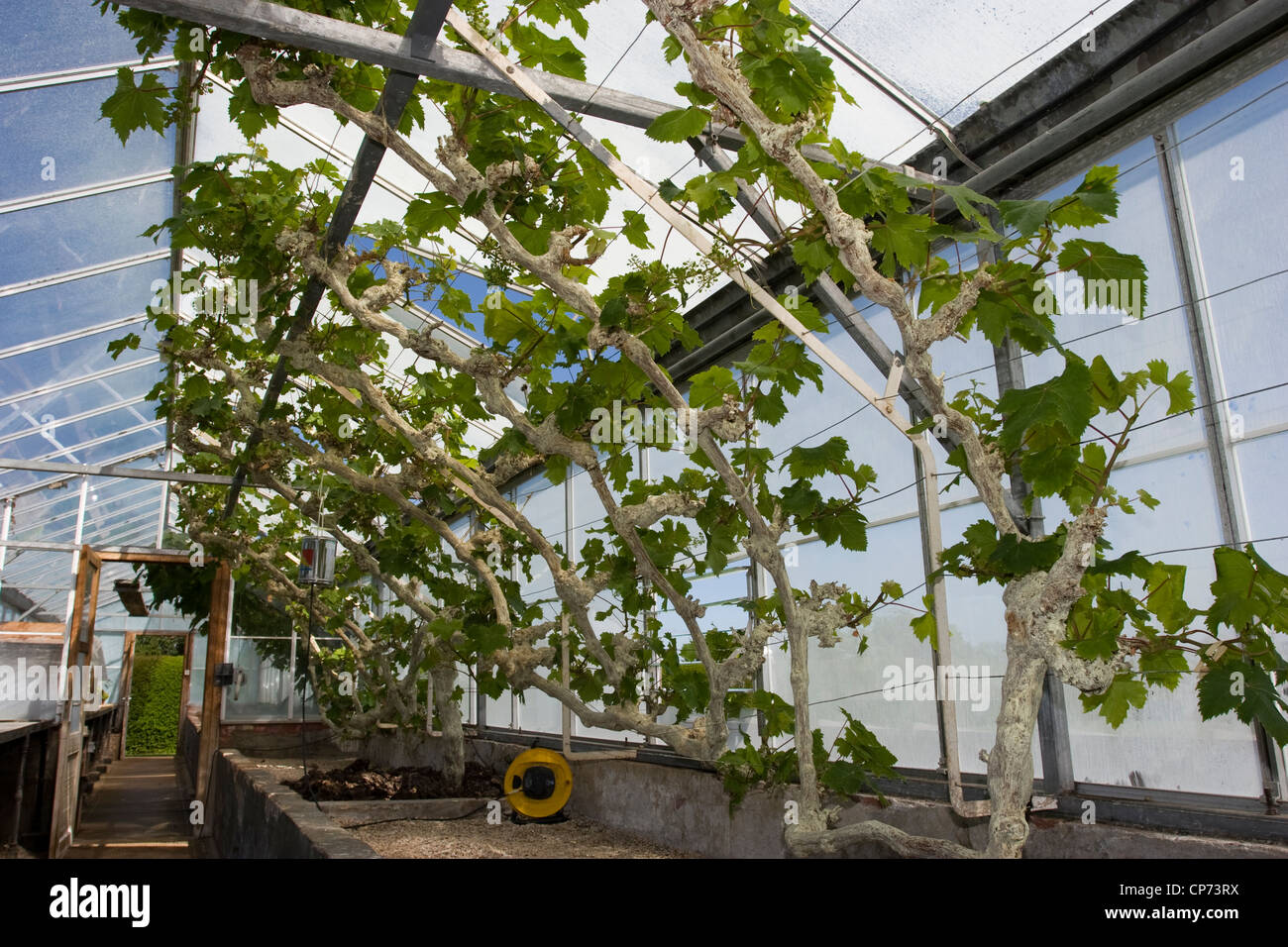 House grapevine uk hi-res stock photography and images - Alamy