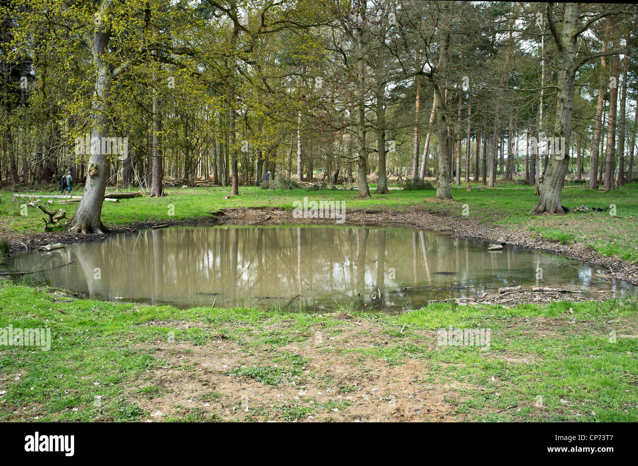 A pond in Thorndon Park Stock Photo - Alamy