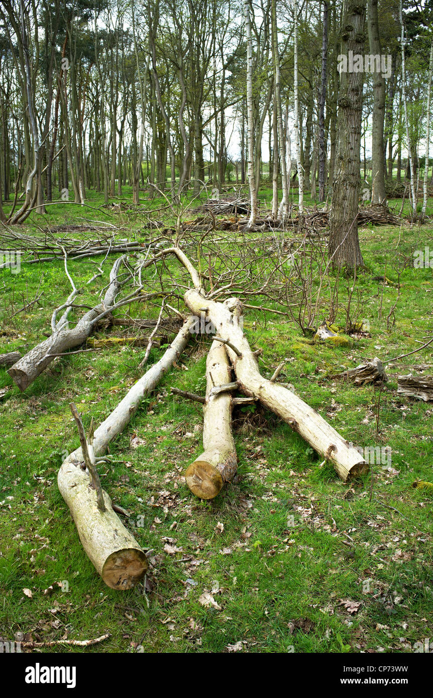 Cut tree branches on the ground in Thorndon Park in Essex Stock Photo ...