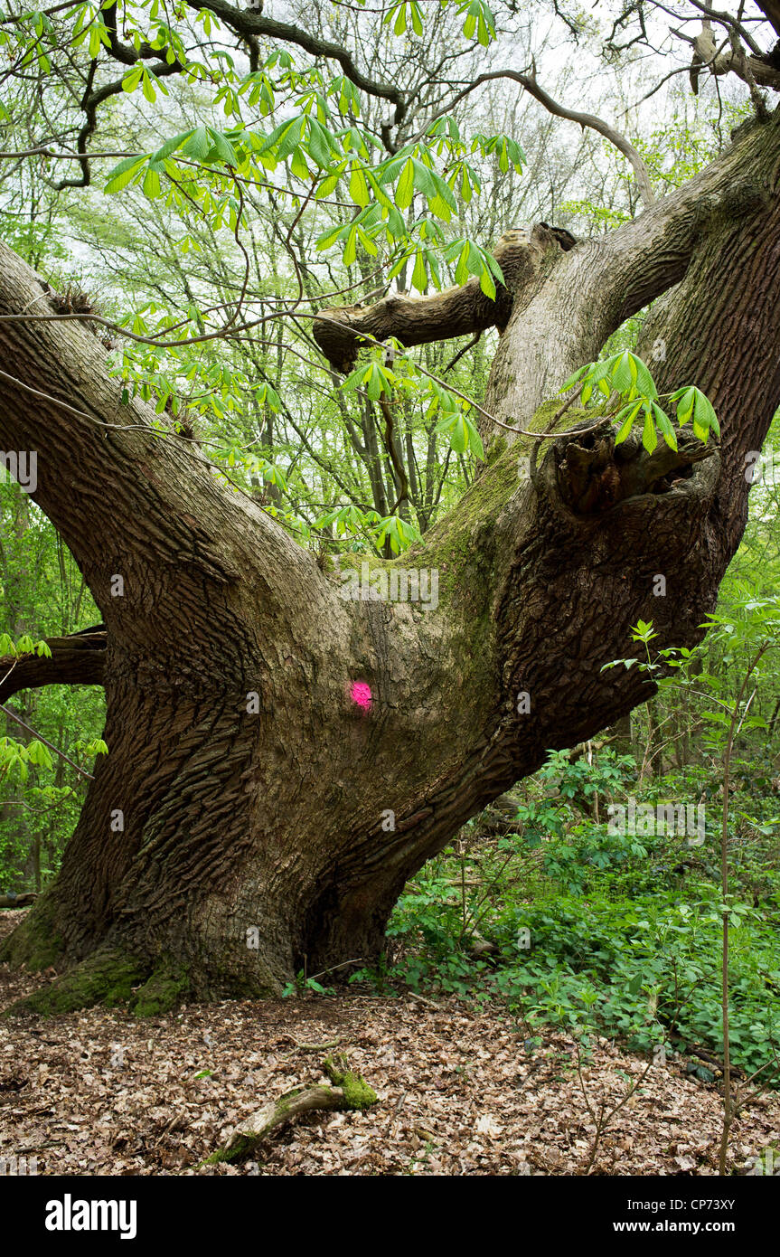 An old Beech tree marked for felling Stock Photo - Alamy