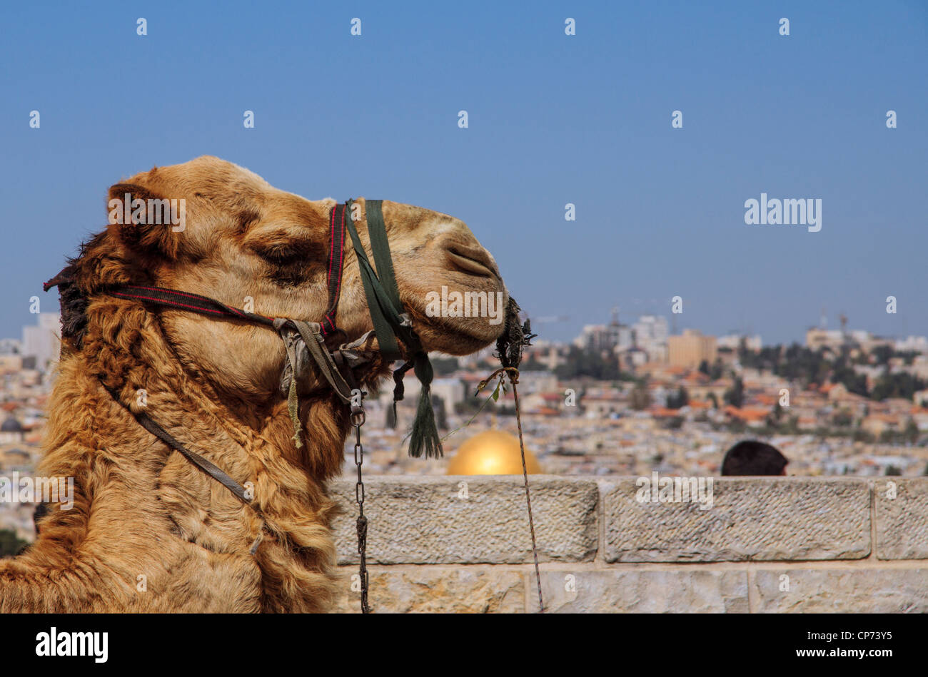 Camel on mount olives in hi-res stock photography and images - Alamy