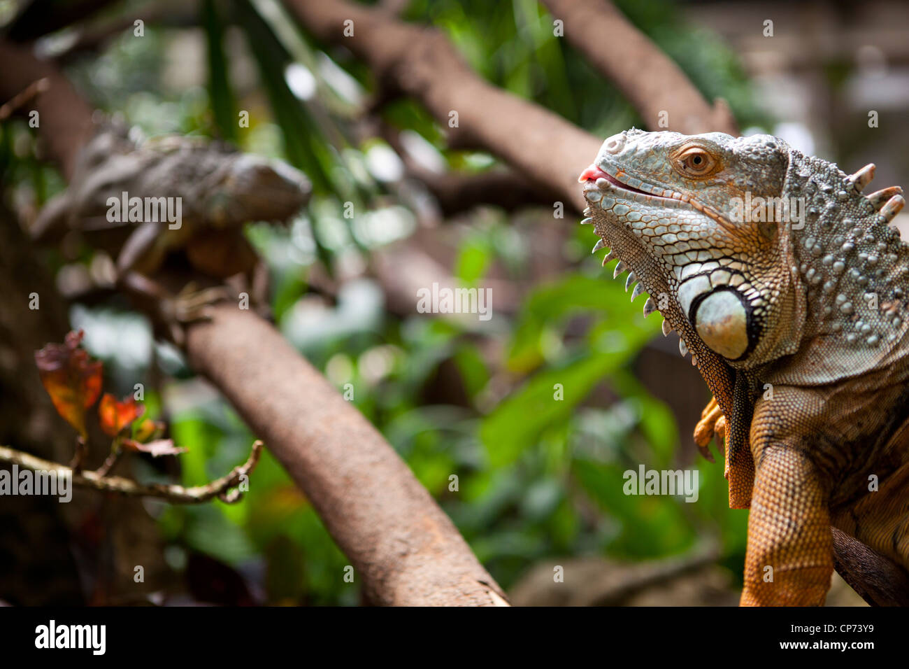 Two Green Iguana's climbing in a tree at Klapmuts, South Africa Stock ...