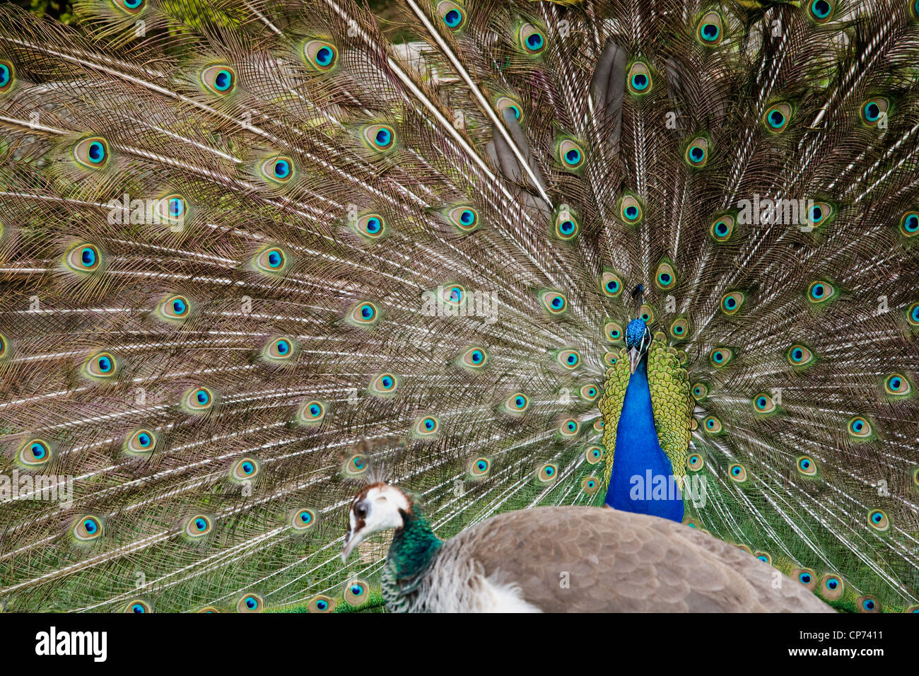 Flirting peacock hi-res stock photography and images - Alamy