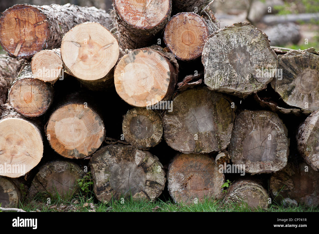 Stack sawn logs in hi-res stock photography and images - Alamy