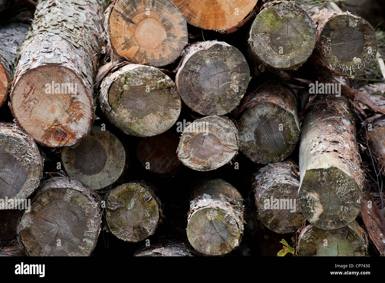 Sawn trees hi-res stock photography and images - Alamy