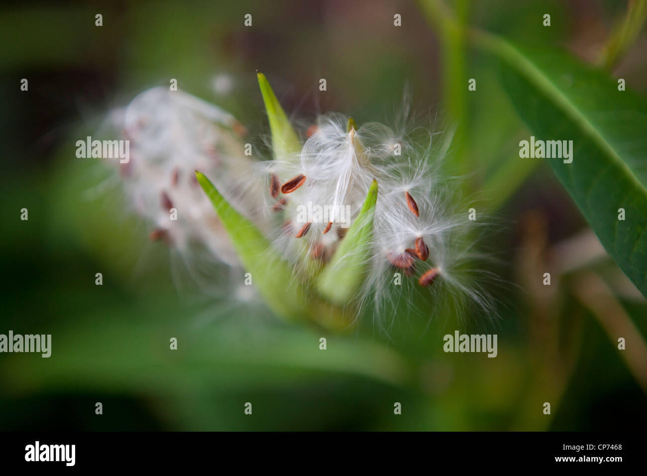 Milkweed pod hi-res stock photography and images - Alamy