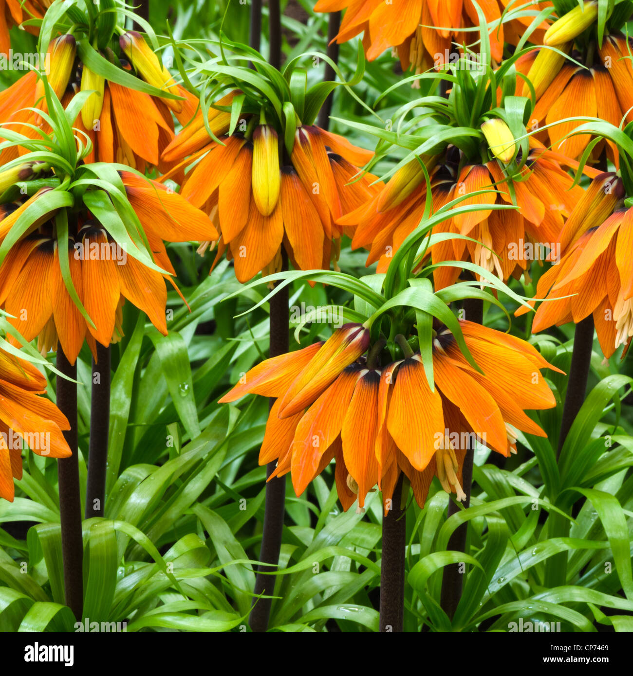 Orange crown imperial flowers (Fritillaria imperialis Stock Photo - Alamy