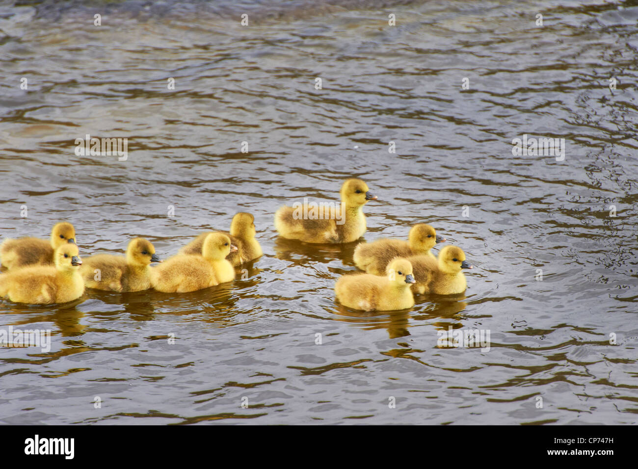 Day old goose hi-res stock photography and images - Alamy