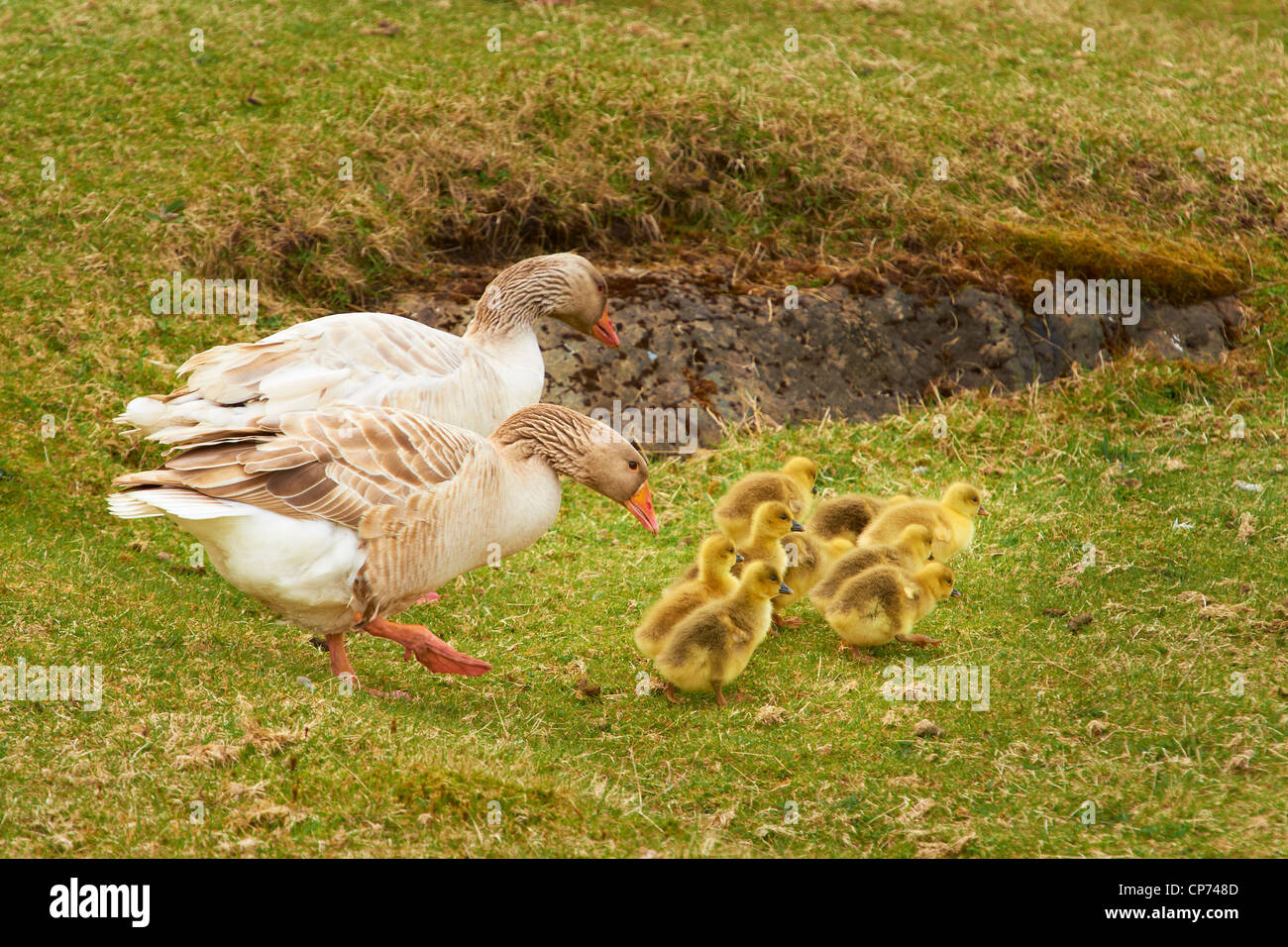 Geese and 4 day old gooslings Stock Photo - Alamy