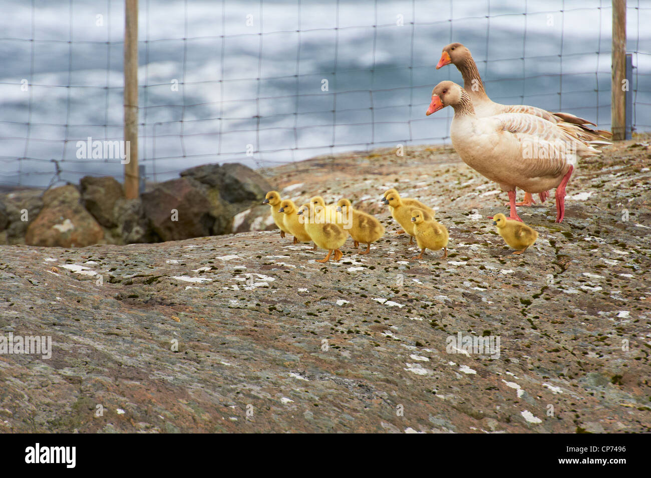 Day Old Geese Stock Photos & Day Old Geese Stock Images - Alamy