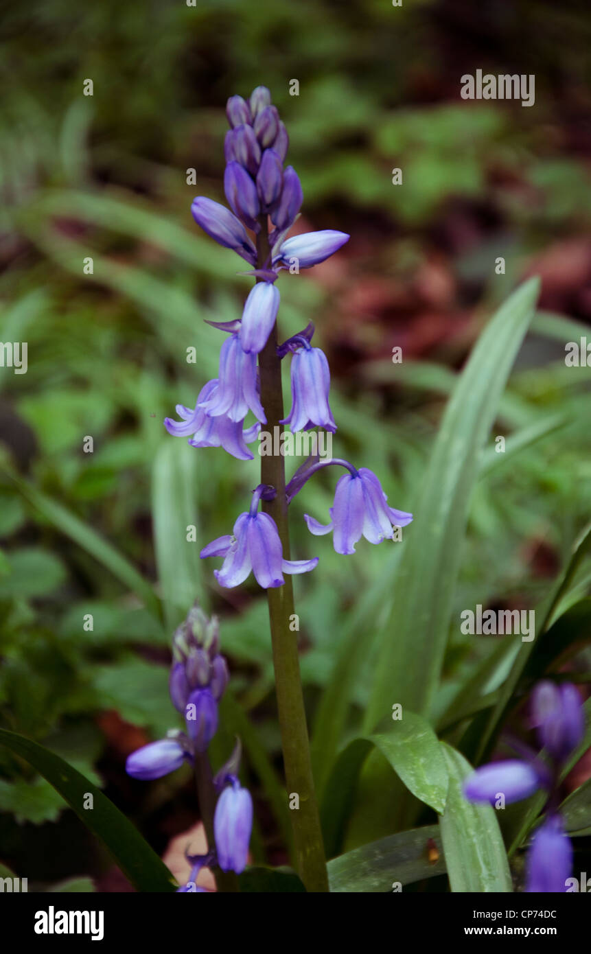 Bluebells in the Grass, United Kingdom, England, Hertfordshire Stock ...