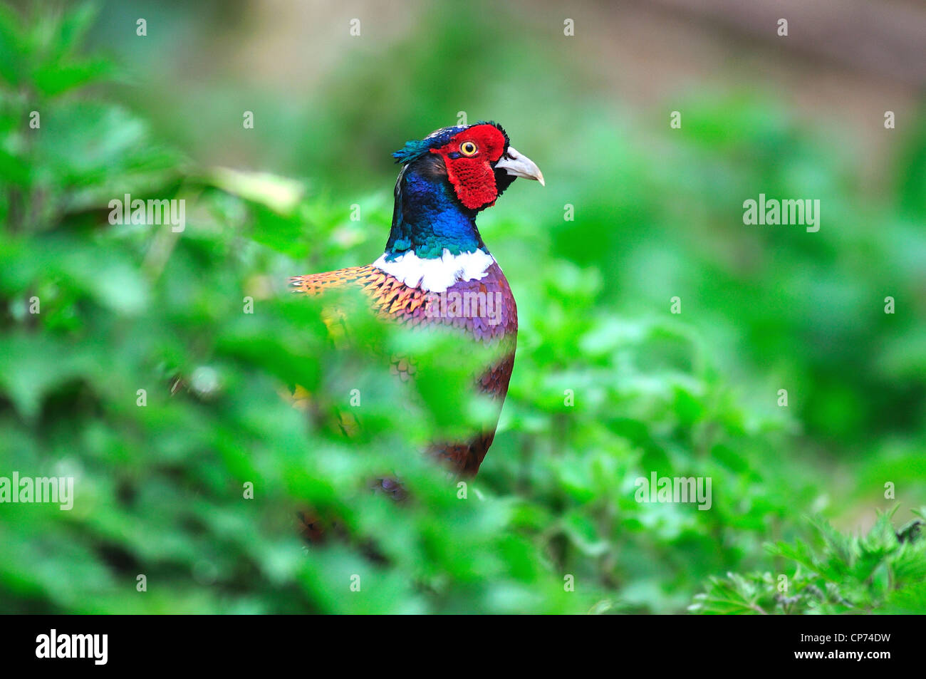 A colourful pheasant coming out from some undergrowth UK Stock Photo ...