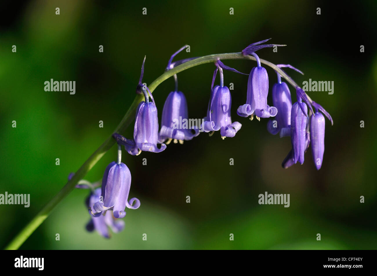 A single bluebell flower with the bells hanging down UK Stock Photo - Alamy