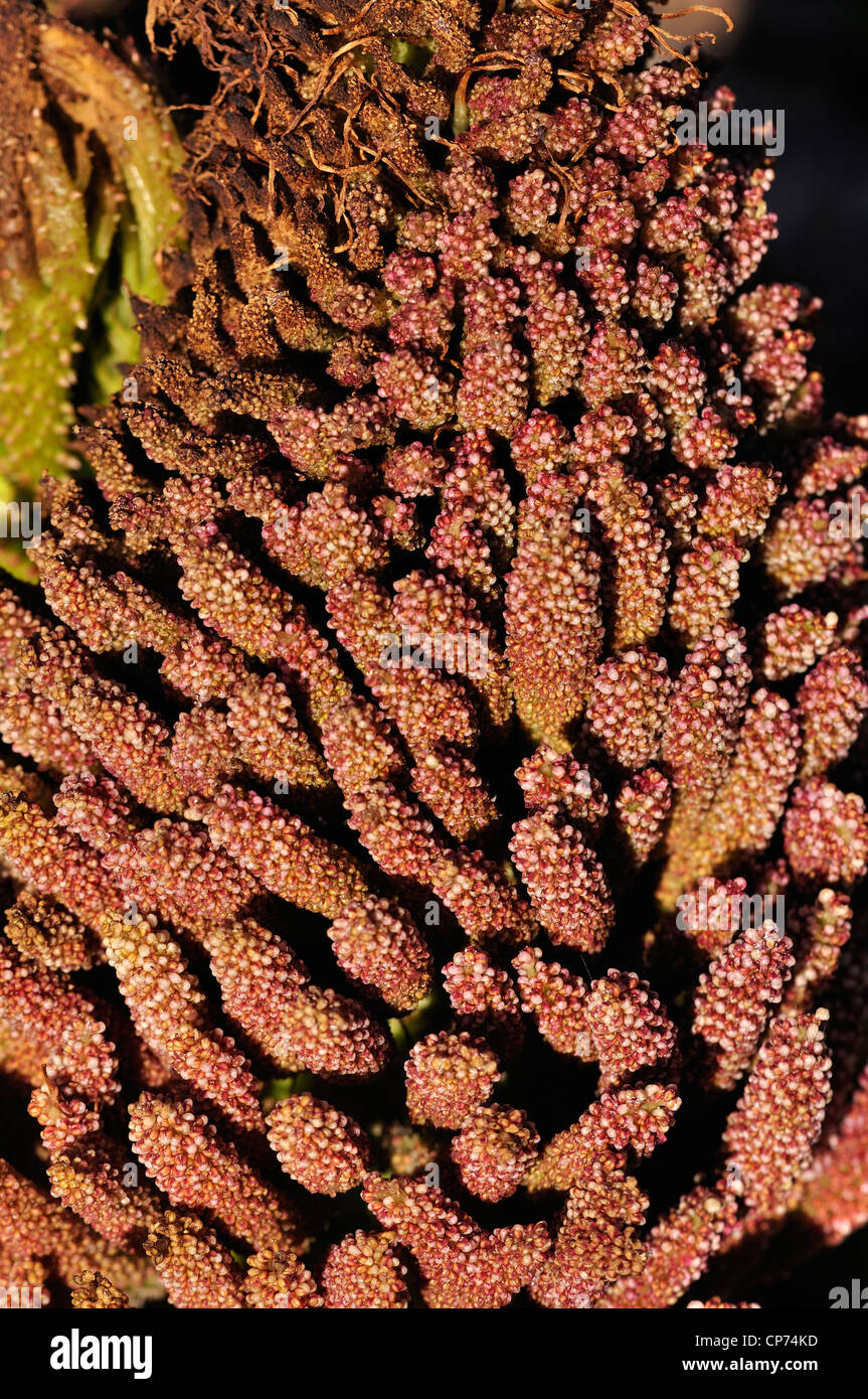 A Gunnera flower in close-up UK Stock Photo - Alamy