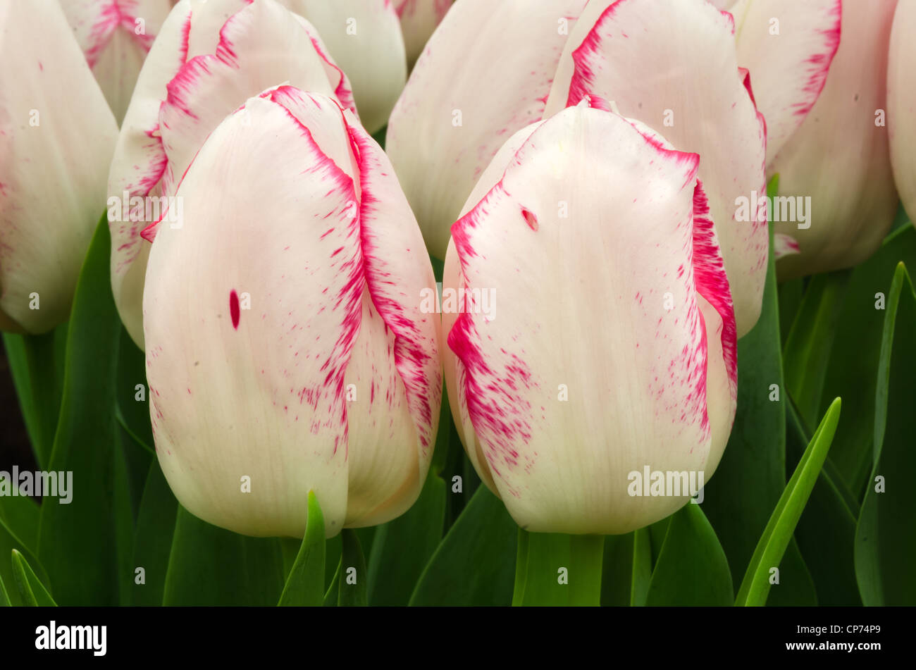 Two tulips in front of many more Stock Photo - Alamy