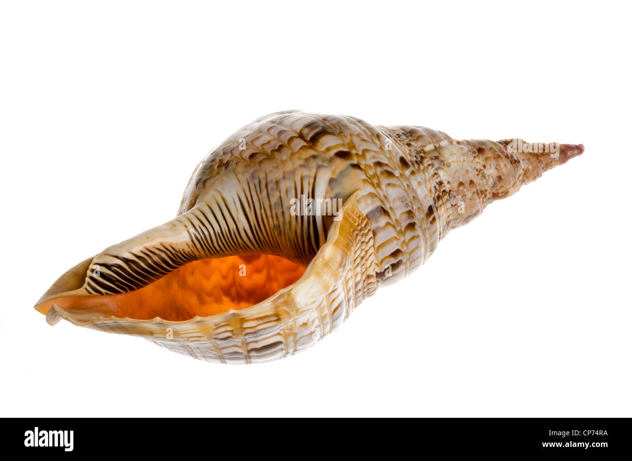 Big seashell - triton's trumpet Stock Photo - Alamy