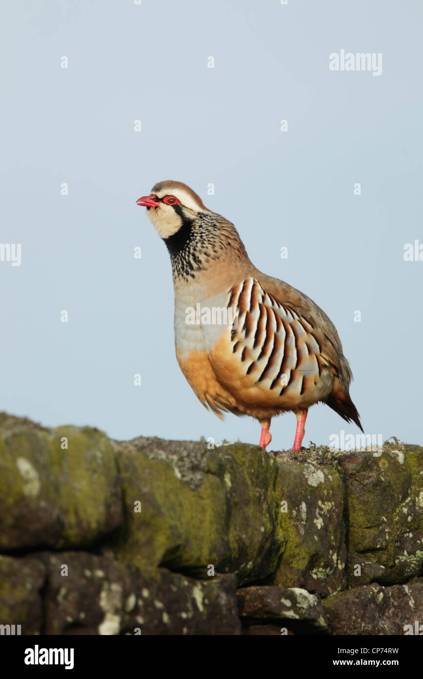 Red-legged partridge (Alectoris rufa) standing on top of a stone wall ...