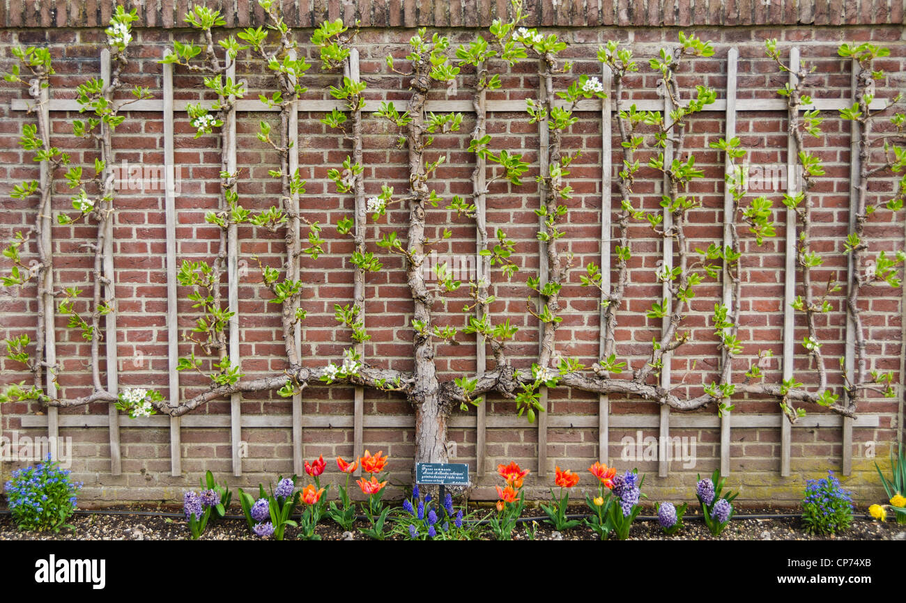 A pear espalier tree hi-res stock photography and images - Alamy
