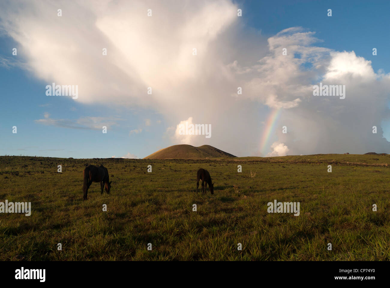 Horses grazing with rainbow over volcano in the background Stock Photo ...