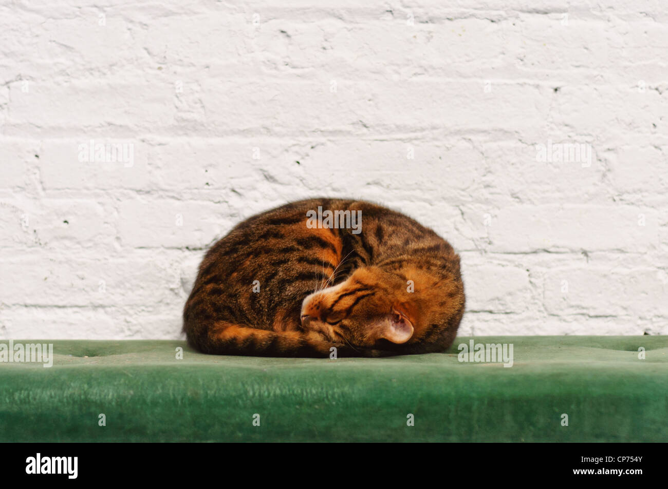 A cat curled up on a green couch Stock Photo - Alamy