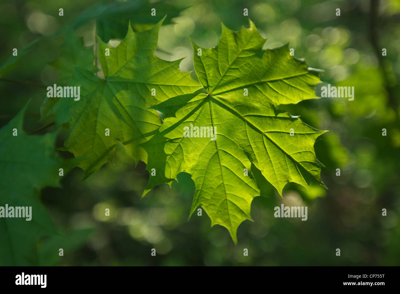 A leaf of a Norway Maple back lit with bokeh Stock Photo - Alamy