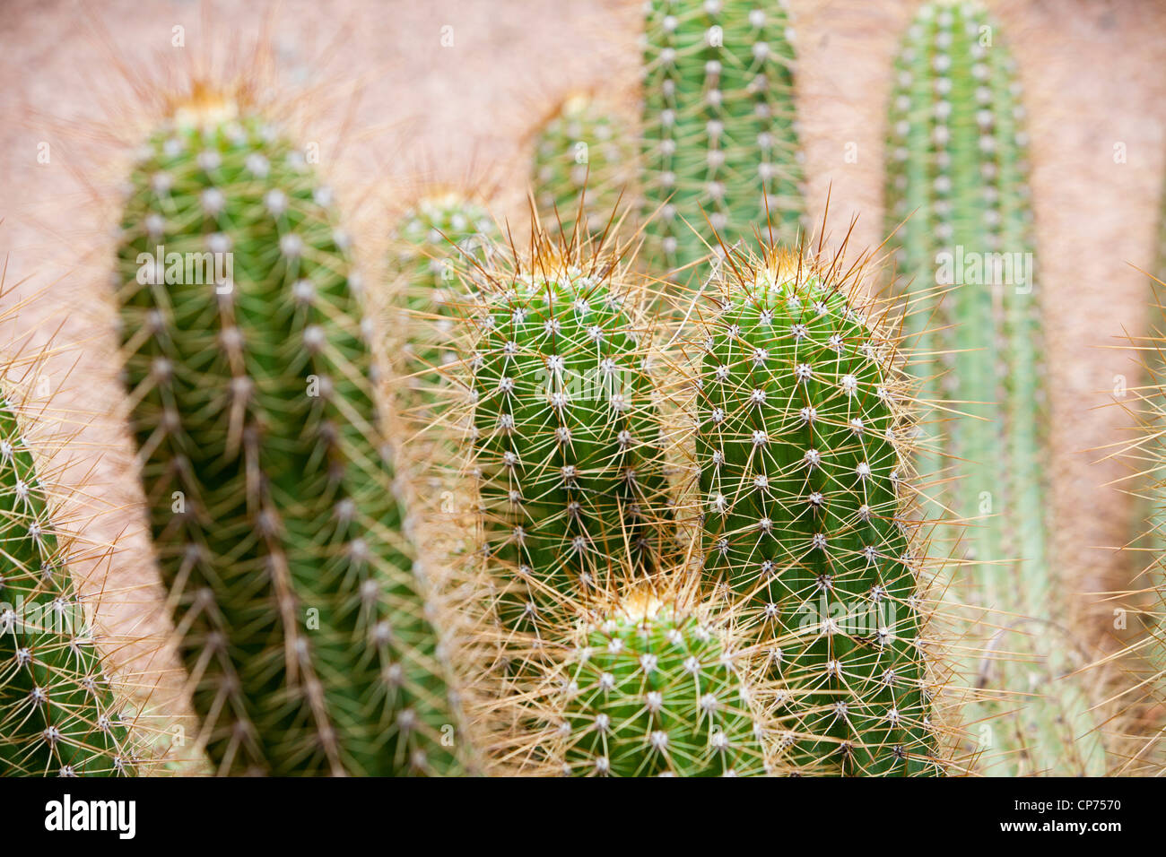 Marjorelle gardens in marrakech morocco hi-res stock photography and ...