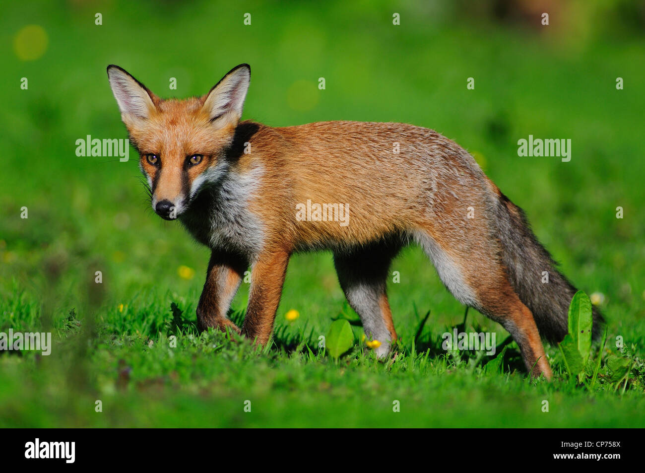 Fox cub hi-res stock photography and images - Alamy
