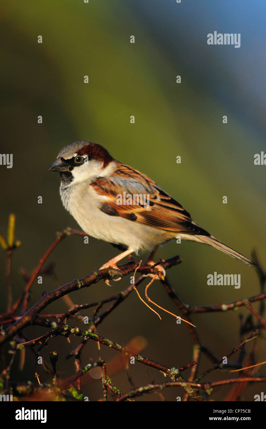 Brown house sparrow hi-res stock photography and images - Alamy